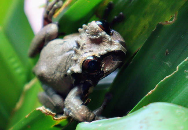 Reptiles & Amphibians : Cotswold Wildlife Park and Gardens