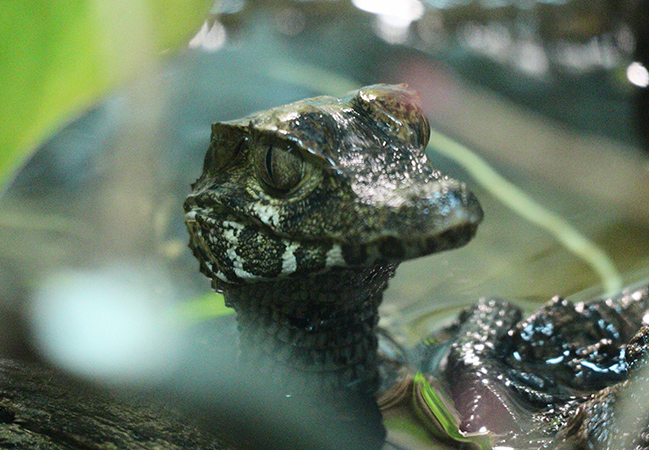 Reptiles & Amphibians : Cotswold Wildlife Park and Gardens