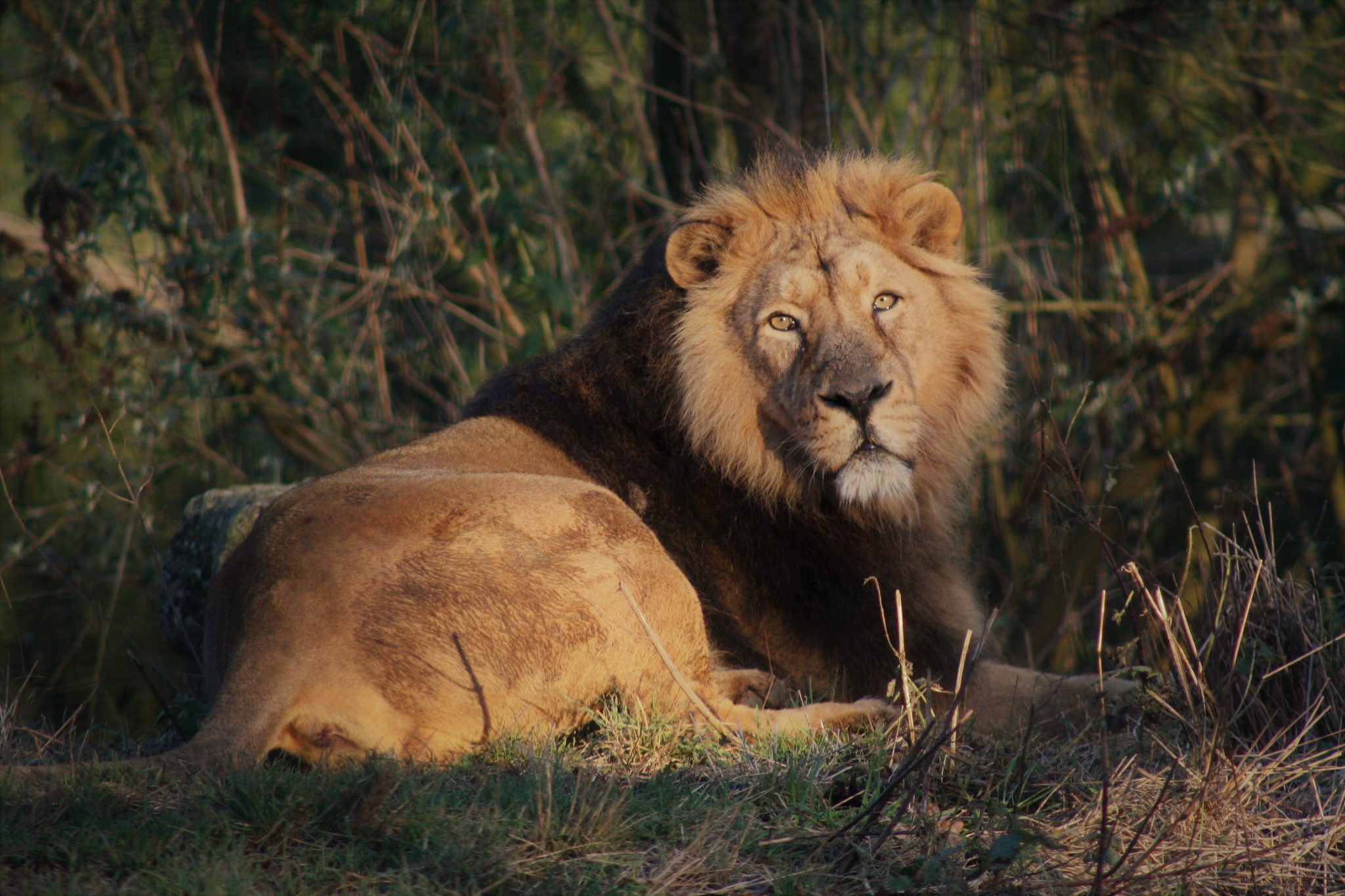 Cotswold Wildlife Park unveils new home for its Endangered Asiatic ...