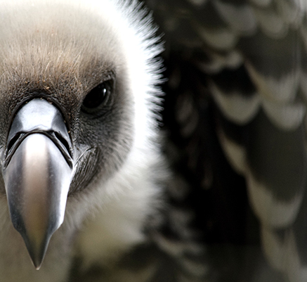 2015 Photo Competition Results : Cotswold Wildlife Park and Gardens