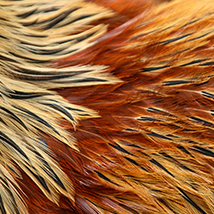 Primary : Cotswold Wildlife Park and Gardens