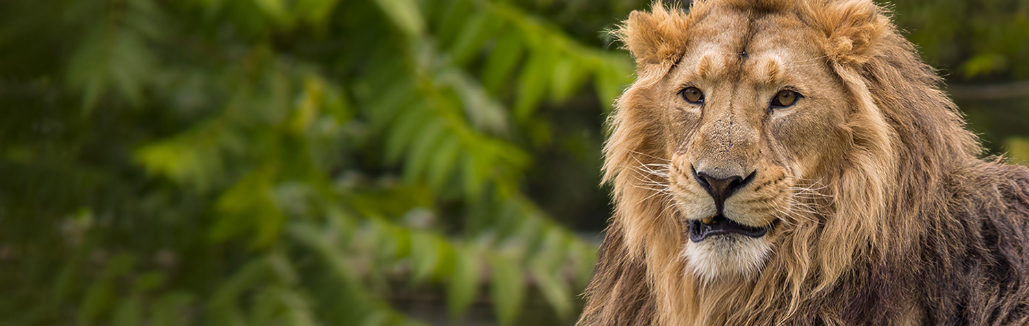 Cotswold Wildlife Park and Gardens