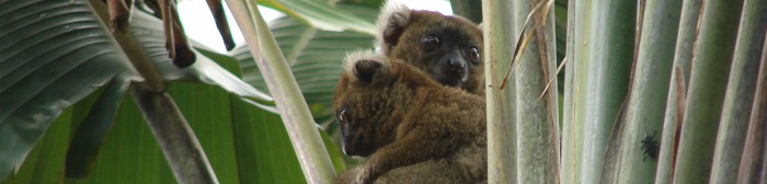 Lemurs – Tonga Soa! : Cotswold Wildlife Park and Gardens