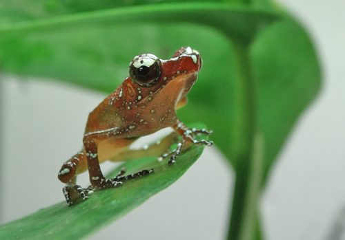 History repeating: Reptile team delight in second breeding success of ...