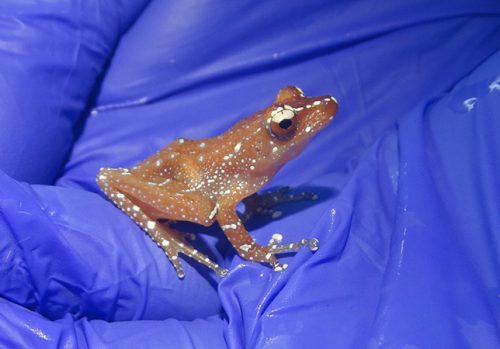 History repeating: Reptile team delight in second breeding success of ...