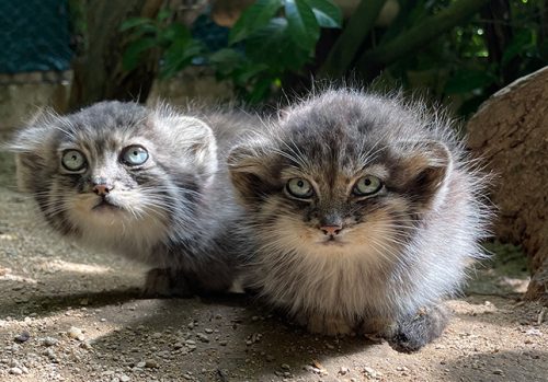 Rare Pallas’s Cat kittens make their debut at Cotswold Wildlife Park ...