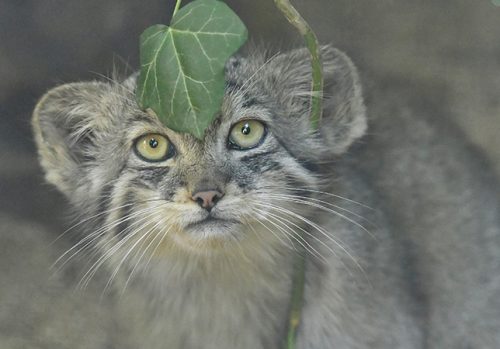 Rare Pallas’s Cat kittens make their debut at Cotswold Wildlife Park ...