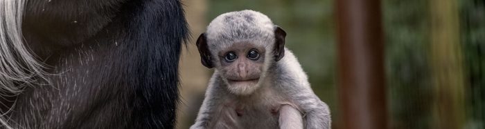 Cotswold Wildlife Park celebrates an outstanding breeding season with ...