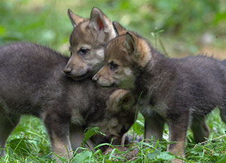 Park News : Cotswold Wildlife Park and Gardens